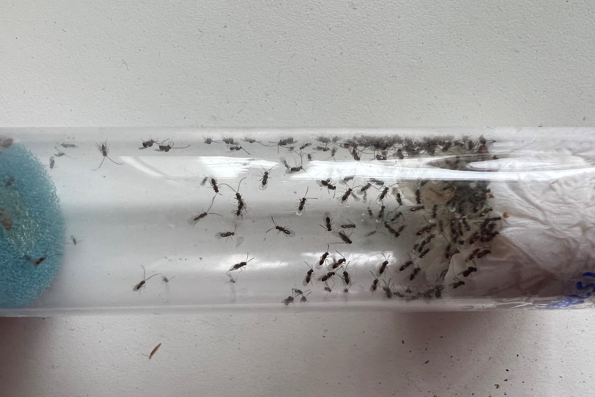 Biocontrols for Invasive Insects