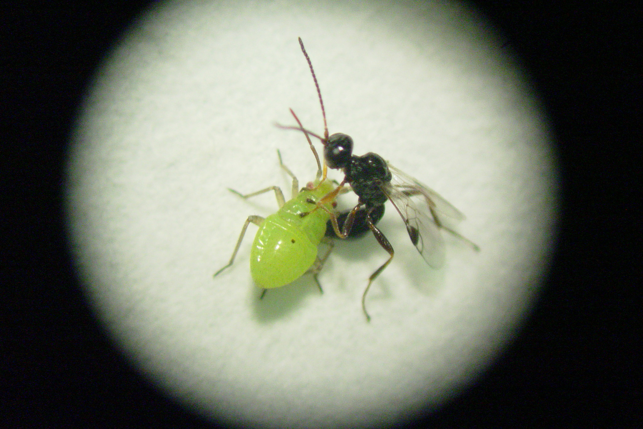 Biocontrols for Invasive Insects