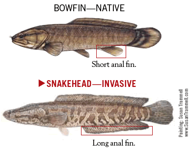 NJDEP Division of Fish & Wildlife - Aquatic Invasive Species