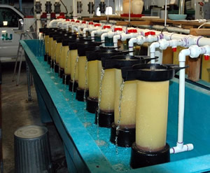 NJDEP Division of Fish & Wildlife - Hackettstown State Fish Hatchery ...