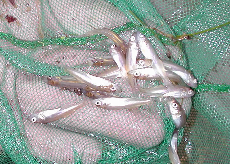 NJDEP Division of Fish & Wildlife - Fish Raised at the Hackettstown ...