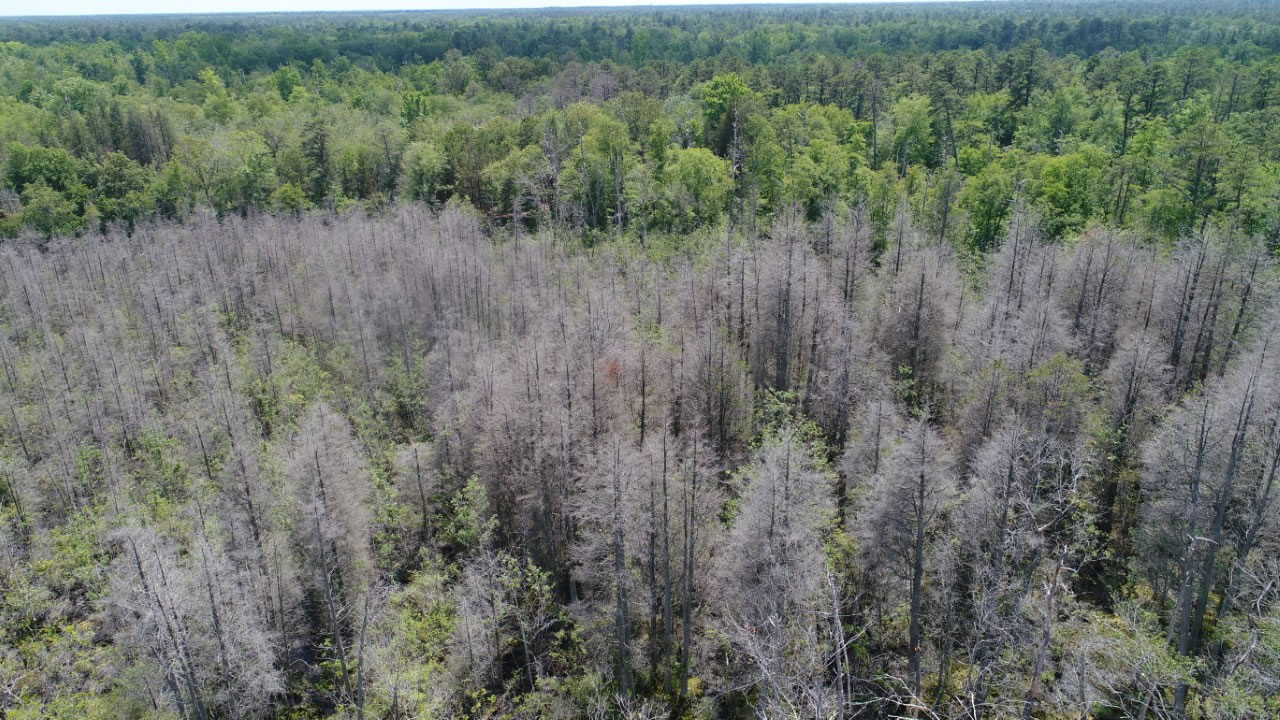 Atlantic White Cedar Tree File:Ohio Champion Atlantic White Cedar.jpg