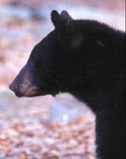 Black Bears in New Jersey Slide 14