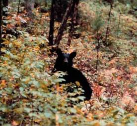 Black Bears in New Jersey Slide 7
