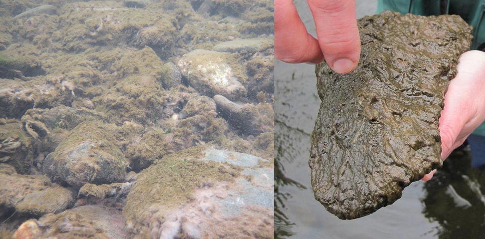 NJDEP-DWMS, Bureau of Freshwater and Biological Monitoring