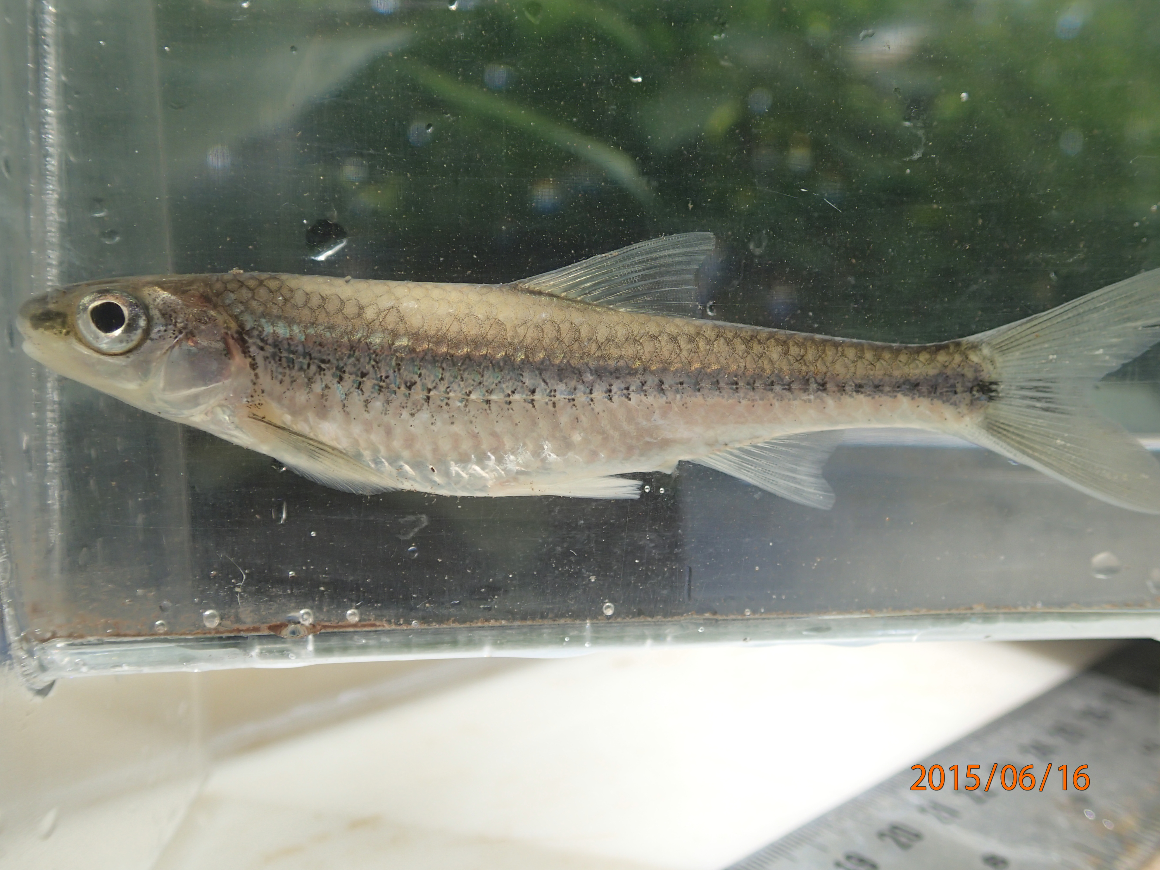 NJDEP-Division of Water Monitoring and Standards