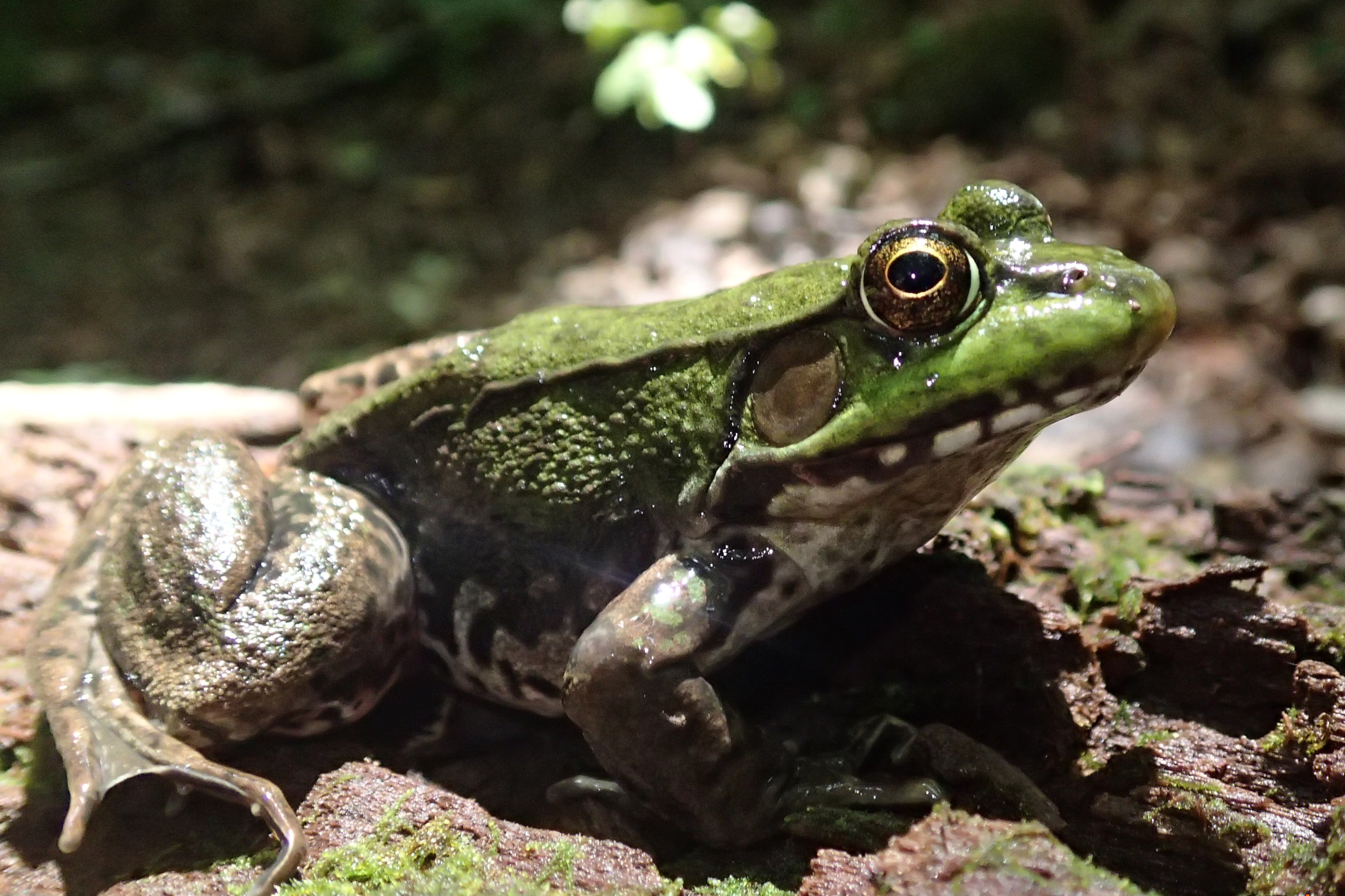 NJDEP-Division of Water Monitoring and Standards