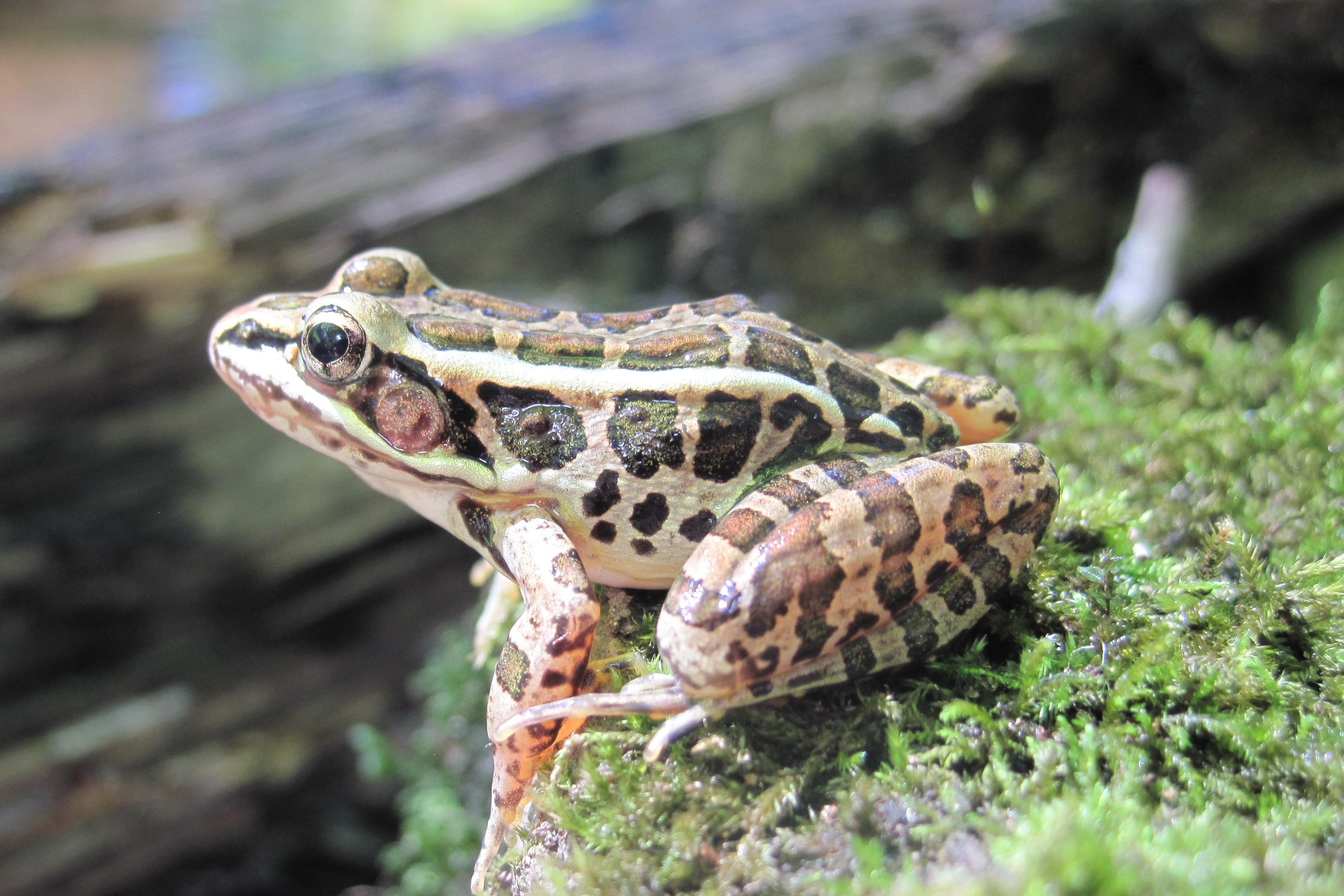 NJDEP-Division of Water Monitoring and Standards