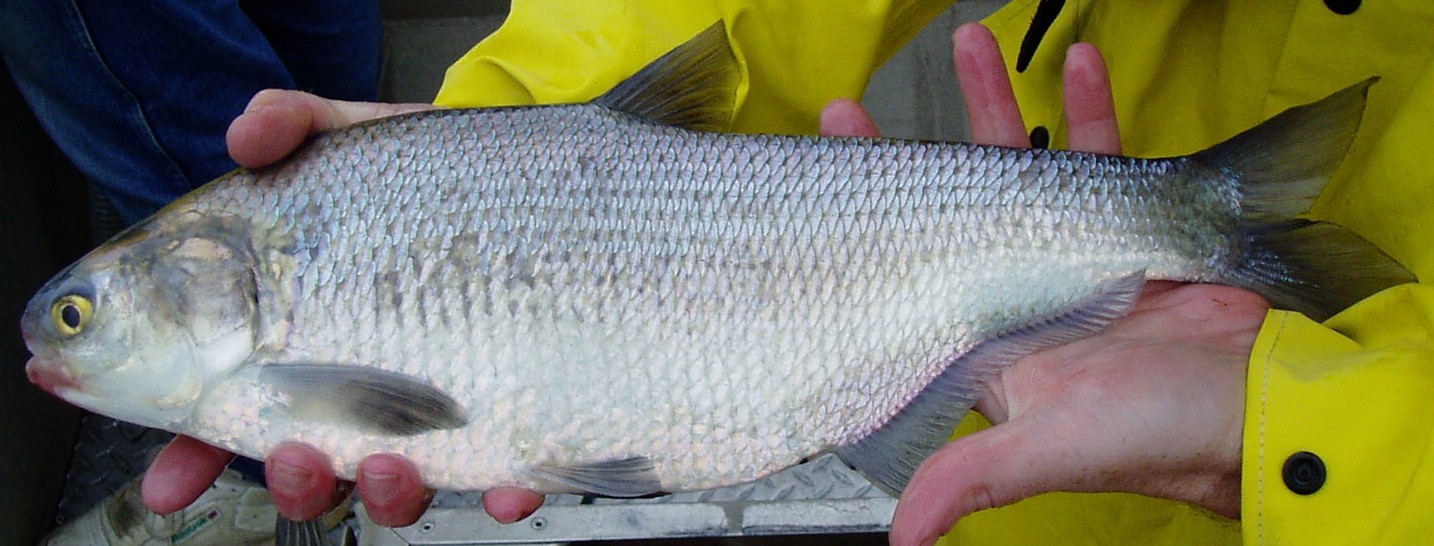 NJDEP-Division of Water Monitoring and Standards