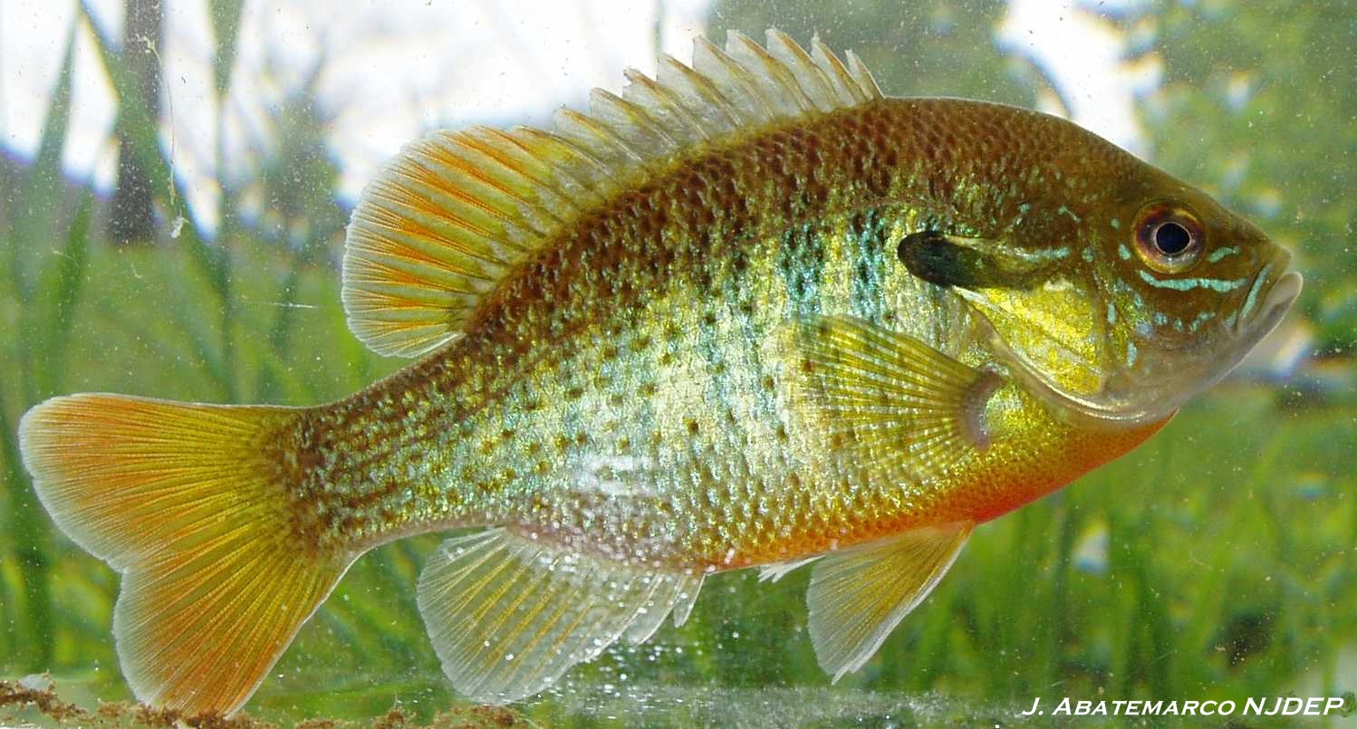 NJDEP-Division of Water Monitoring and Standards