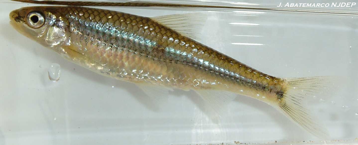 NJDEP-Division of Water Monitoring and Standards