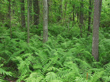 New Jersey Pinelands Commission | Kirkwood-Cohansey Project