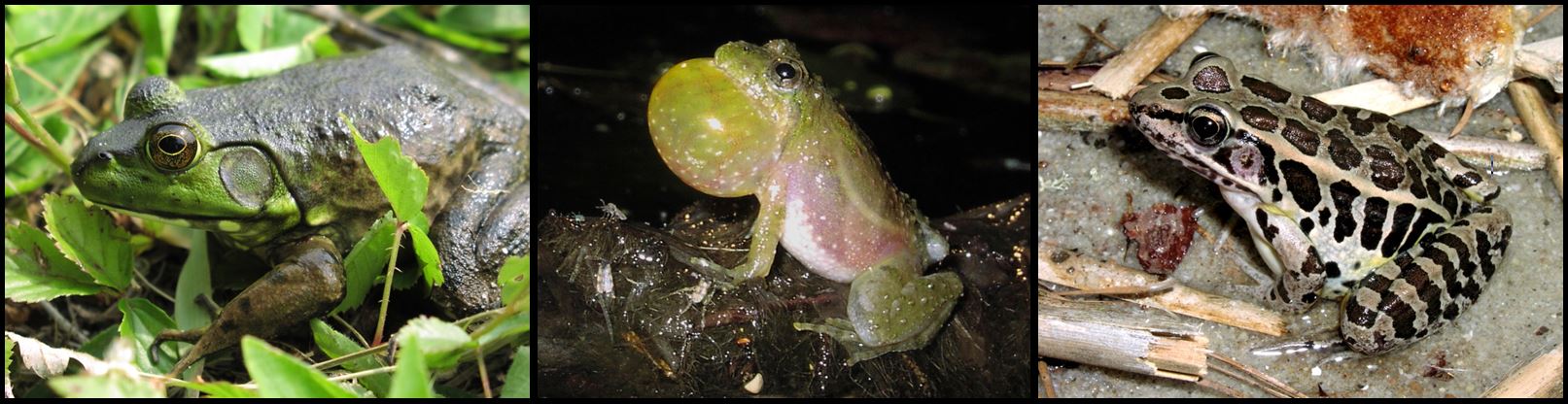 New Jersey Pinelands Commission | Watershed Studies